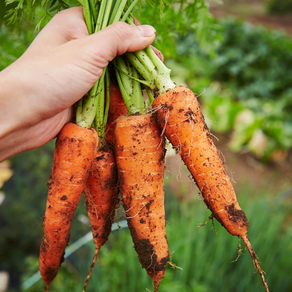 15 Amazing Health Benefits of Carrots (& My Recipes ...